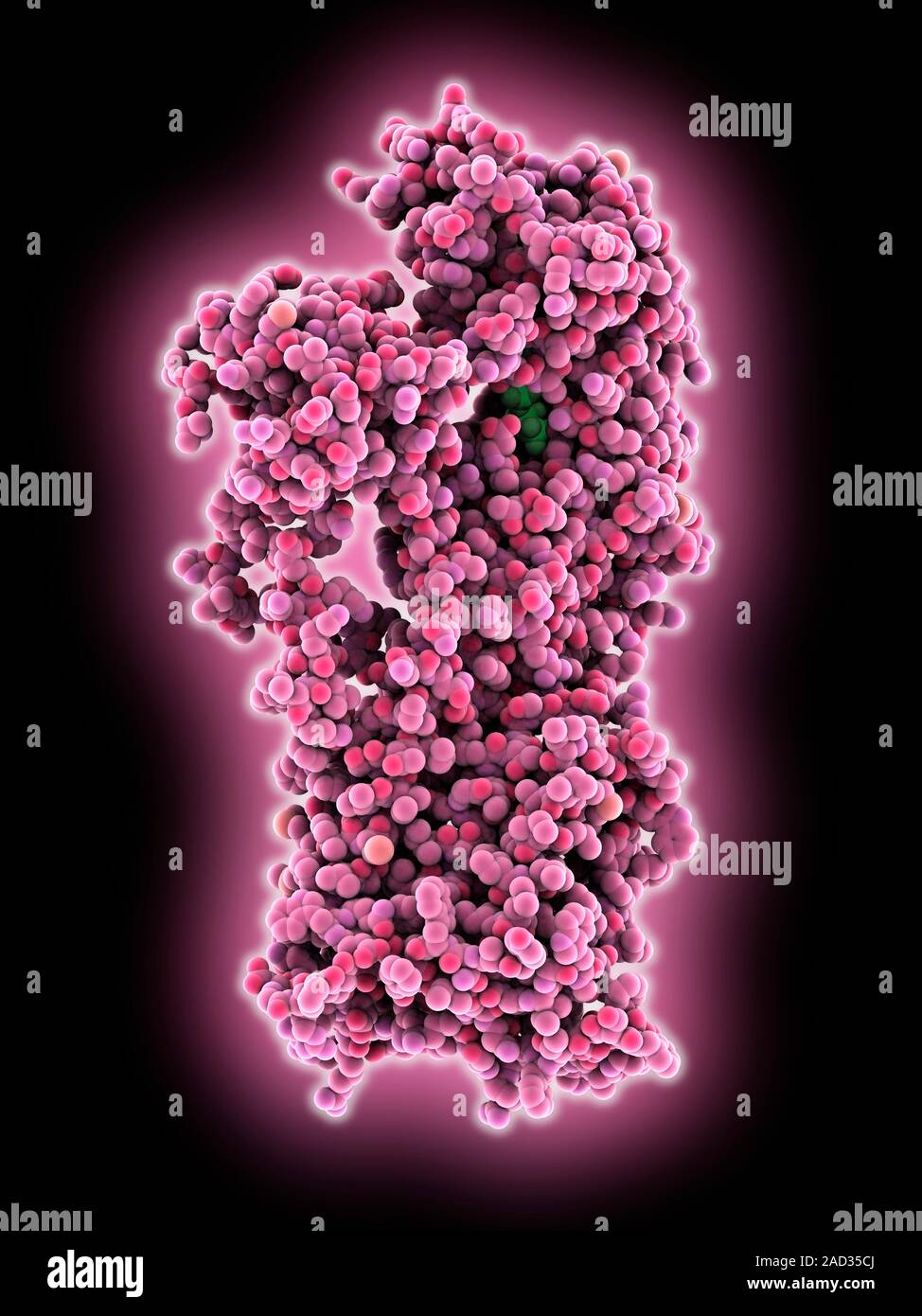Membrane proton pump. Molecular model showing the protein structure of ...