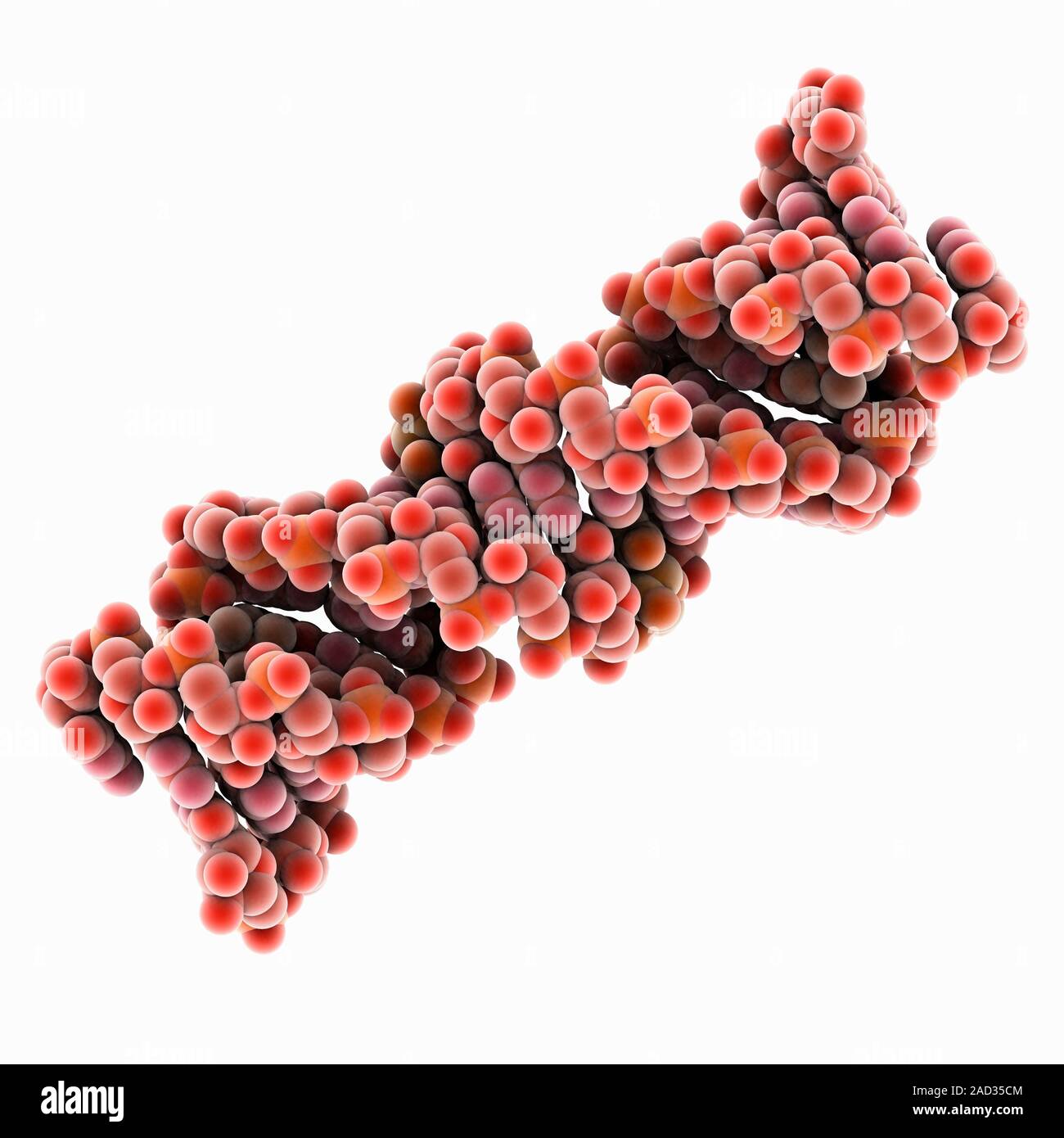 Mitochondrial ribonucleic acid. Molecular model of ribonucleic acid ...