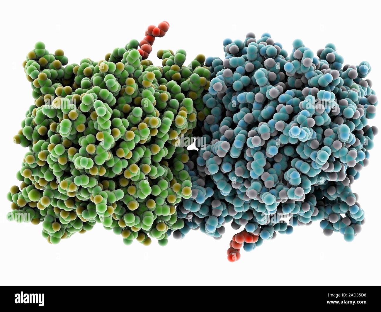 RPE65 retinal pigment protein. Molecular model of retinal pigment ...