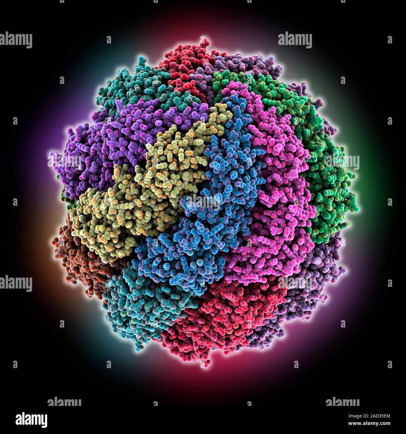 Chaperonin folding protein, molecular model. Chaperonins are proteins ...