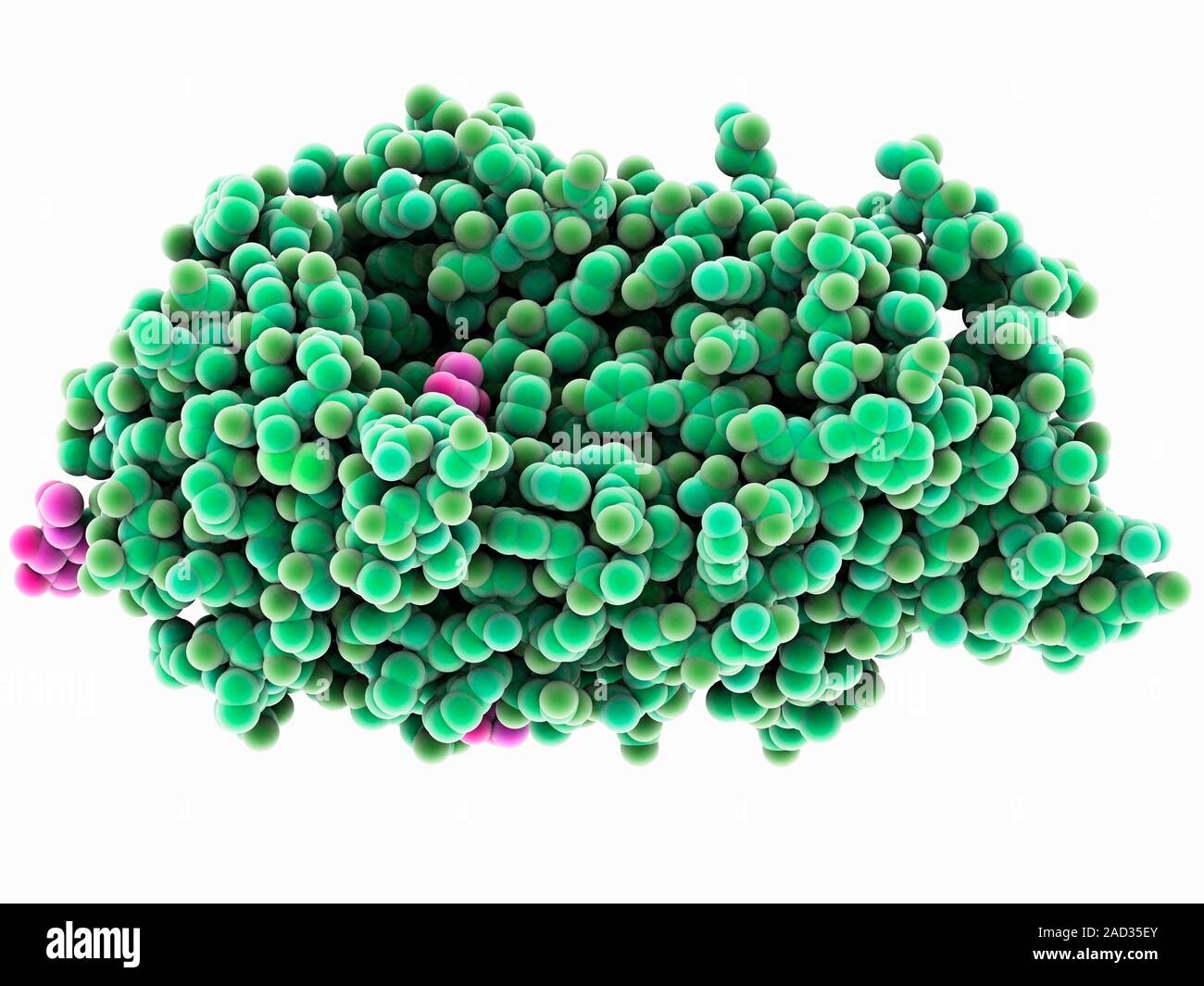 Amylase enzyme. Molecular model of the enzyme alpha-amylase, found in ...