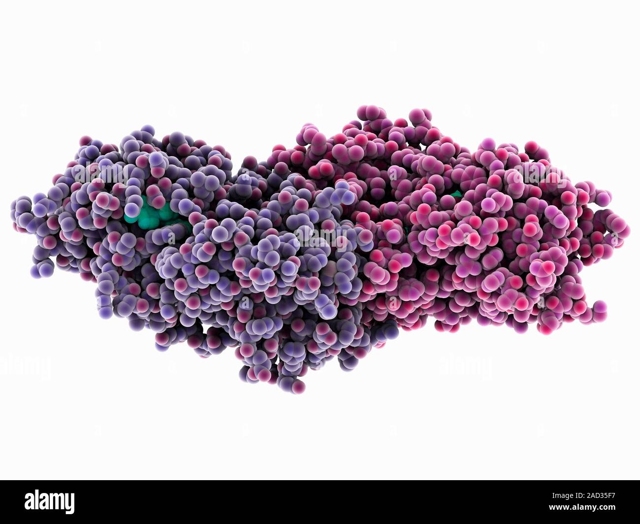 D-amino acid oxidase enzyme. Molecular model of the enzyme D-amino acid ...