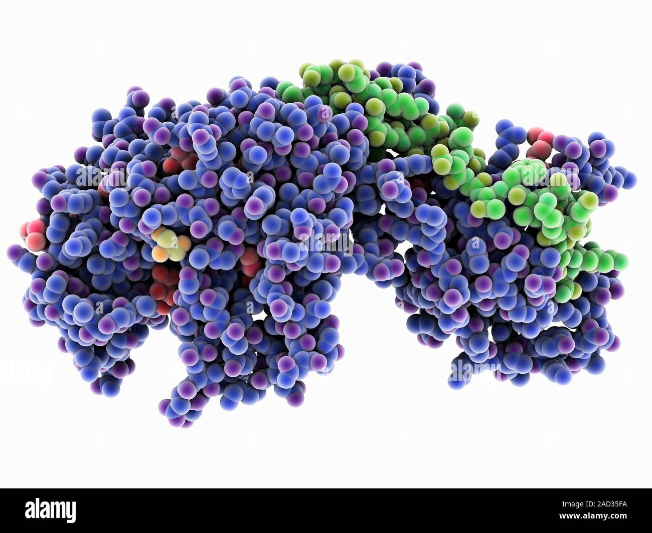 Bacterial penicillin-binding protein. Molecular model of a penicillin ...