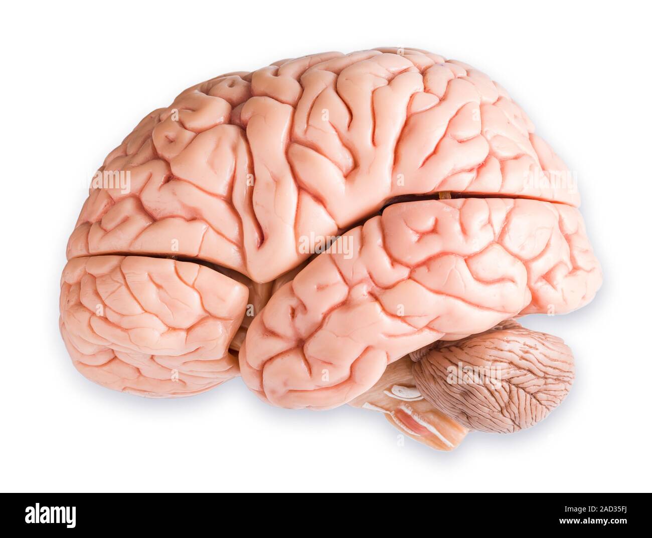 Side view of an anatomical model of the human brain Stock Photo - Alamy