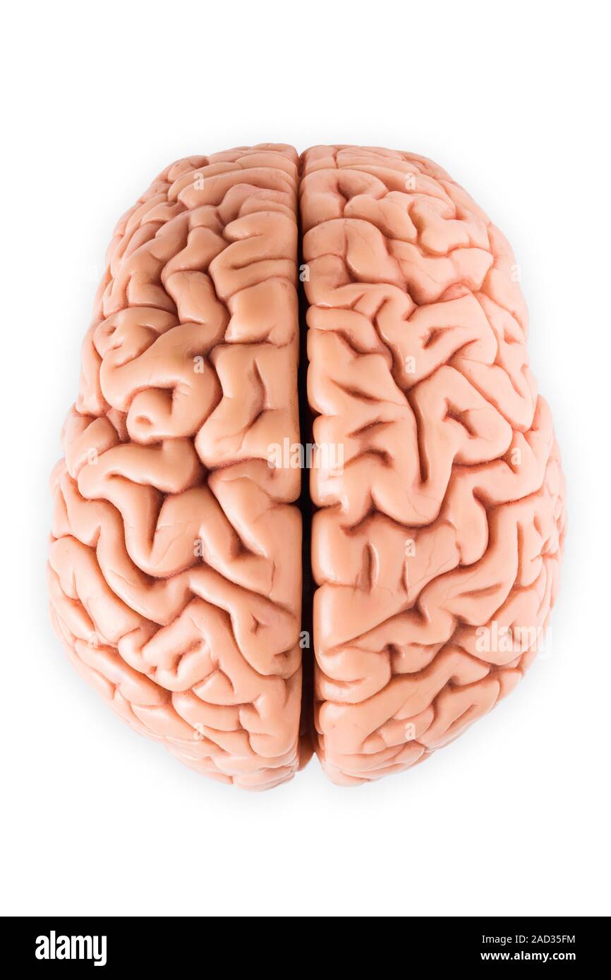 Top view of an anatomical model of the human brain Stock Photo - Alamy