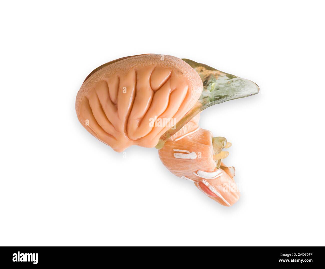 Model of the limbic system (centre) and brainstem (bottom right) of the ...