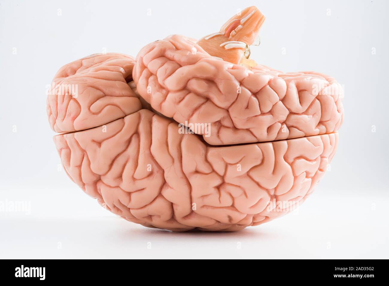 Upside down anatomical model of the human brain Stock Photo - Alamy