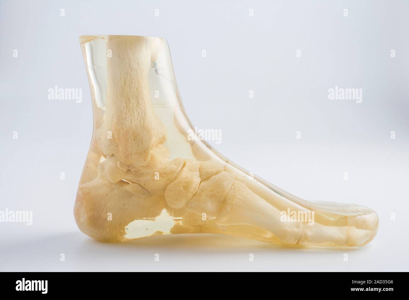 Foot and ankle bones in resin. This cast is used in X-ray studies Stock ...