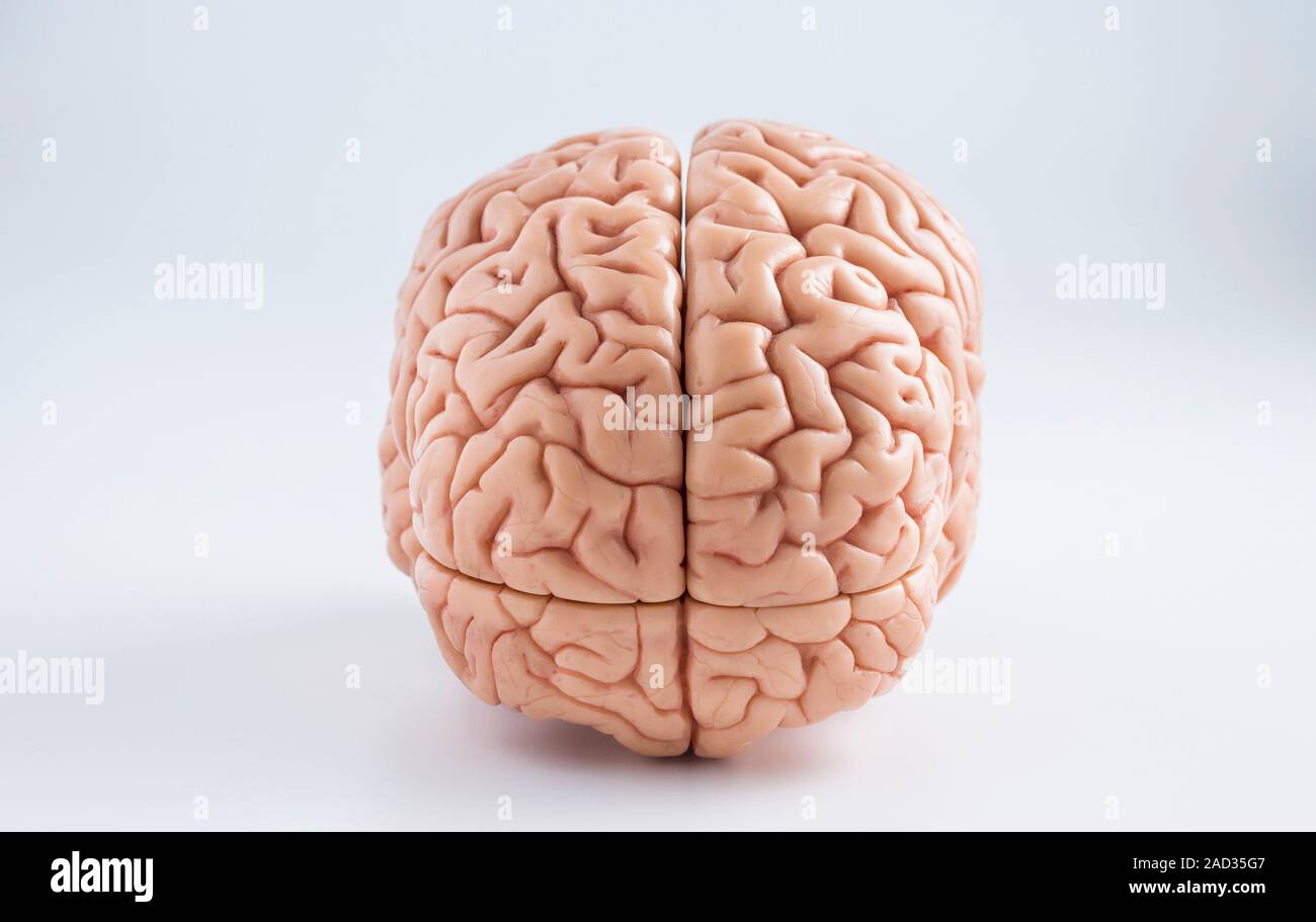 Frontal view of an anatomical model of the human brain Stock Photo - Alamy