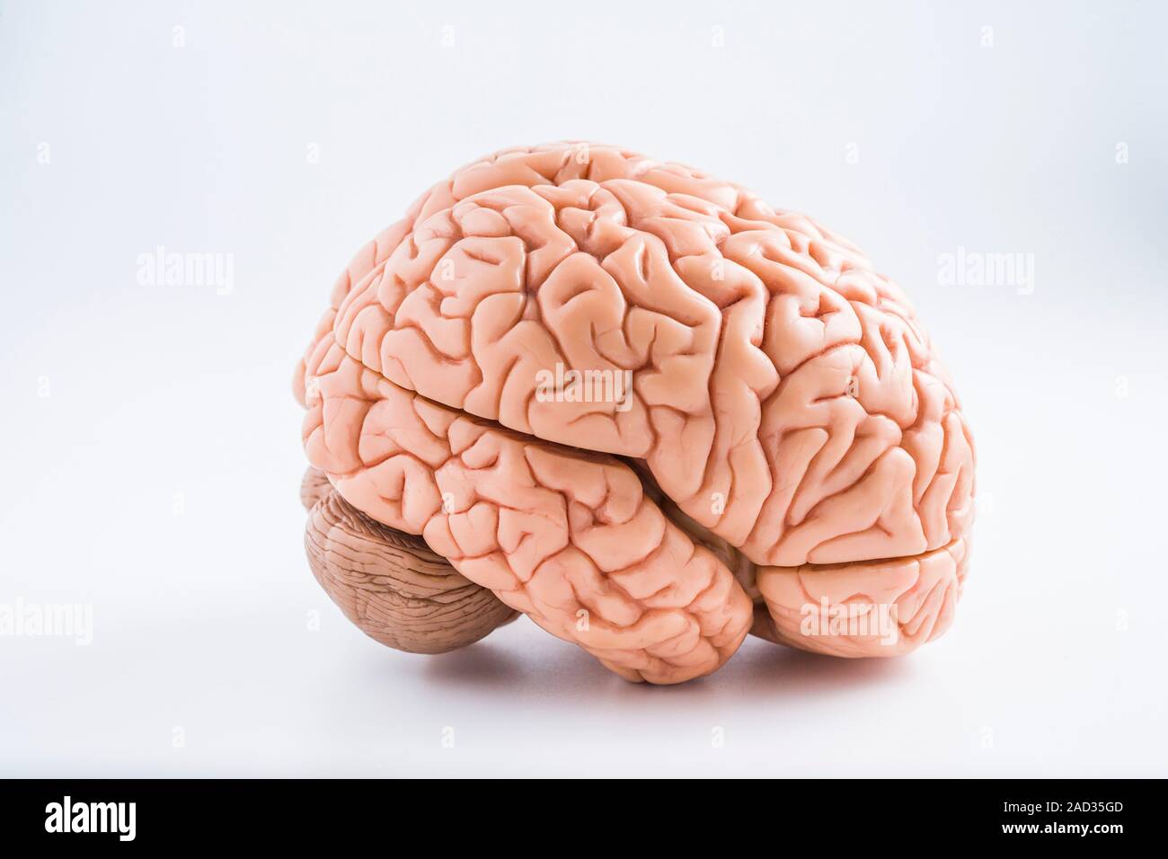 Side view of an anatomical model of the human brain Stock Photo - Alamy