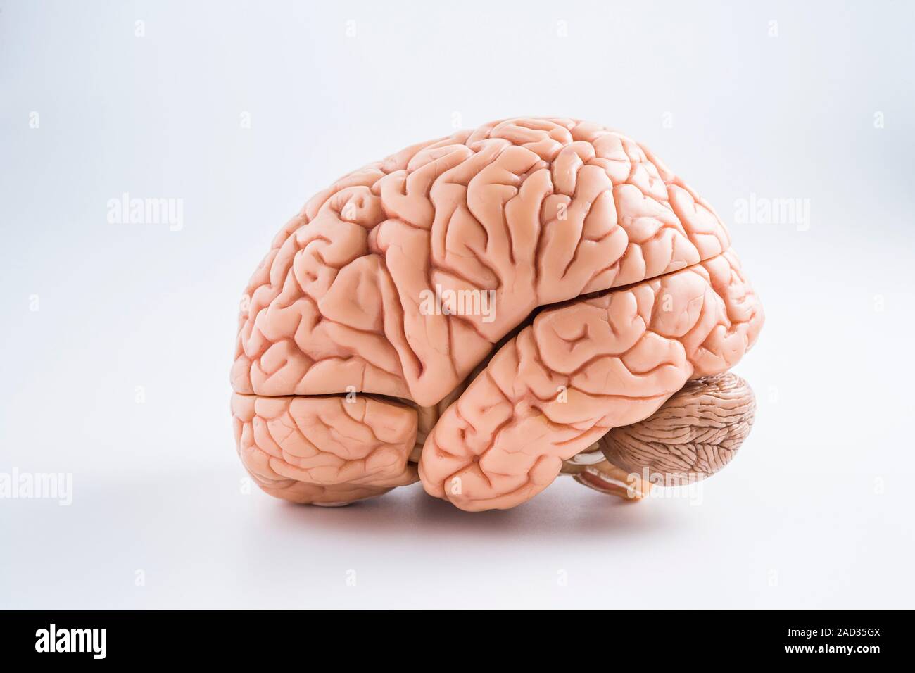 Side view of an anatomical model of the human brain Stock Photo - Alamy