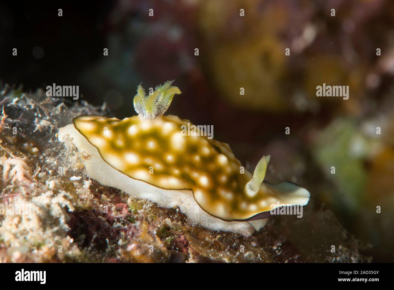 Nudibranch. Nudibranchs (sea slugs) are shell-less marine molluscs that ...