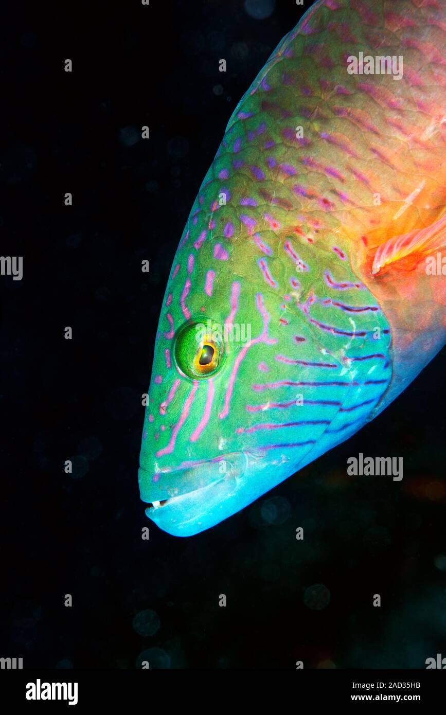 Cheek-lined wrasse (Oxycheilinus digramma). This tropical marine fish ...