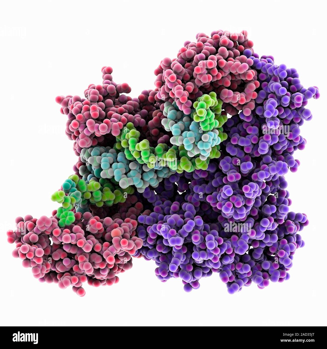 HIV-1 reverse transcriptase enzyme. Molecular model of the transferase ...