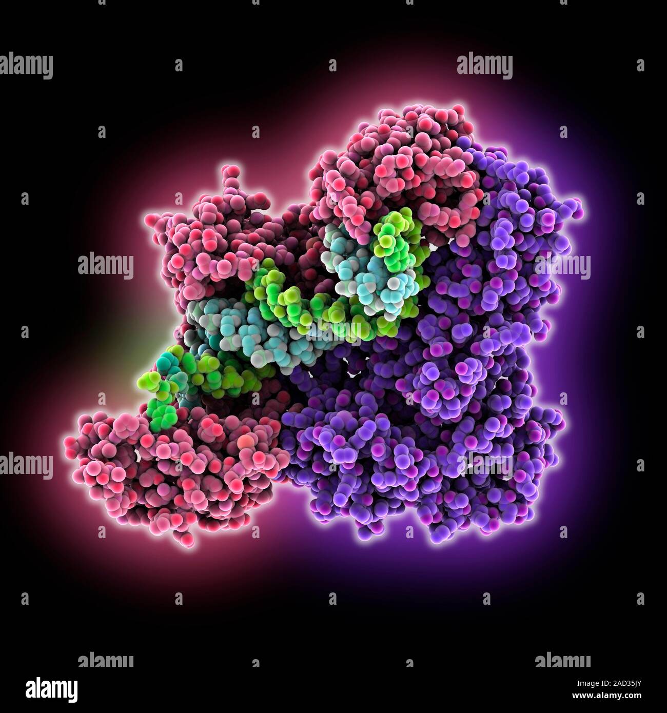 HIV-1 reverse transcriptase enzyme. Molecular model of the transferase ...