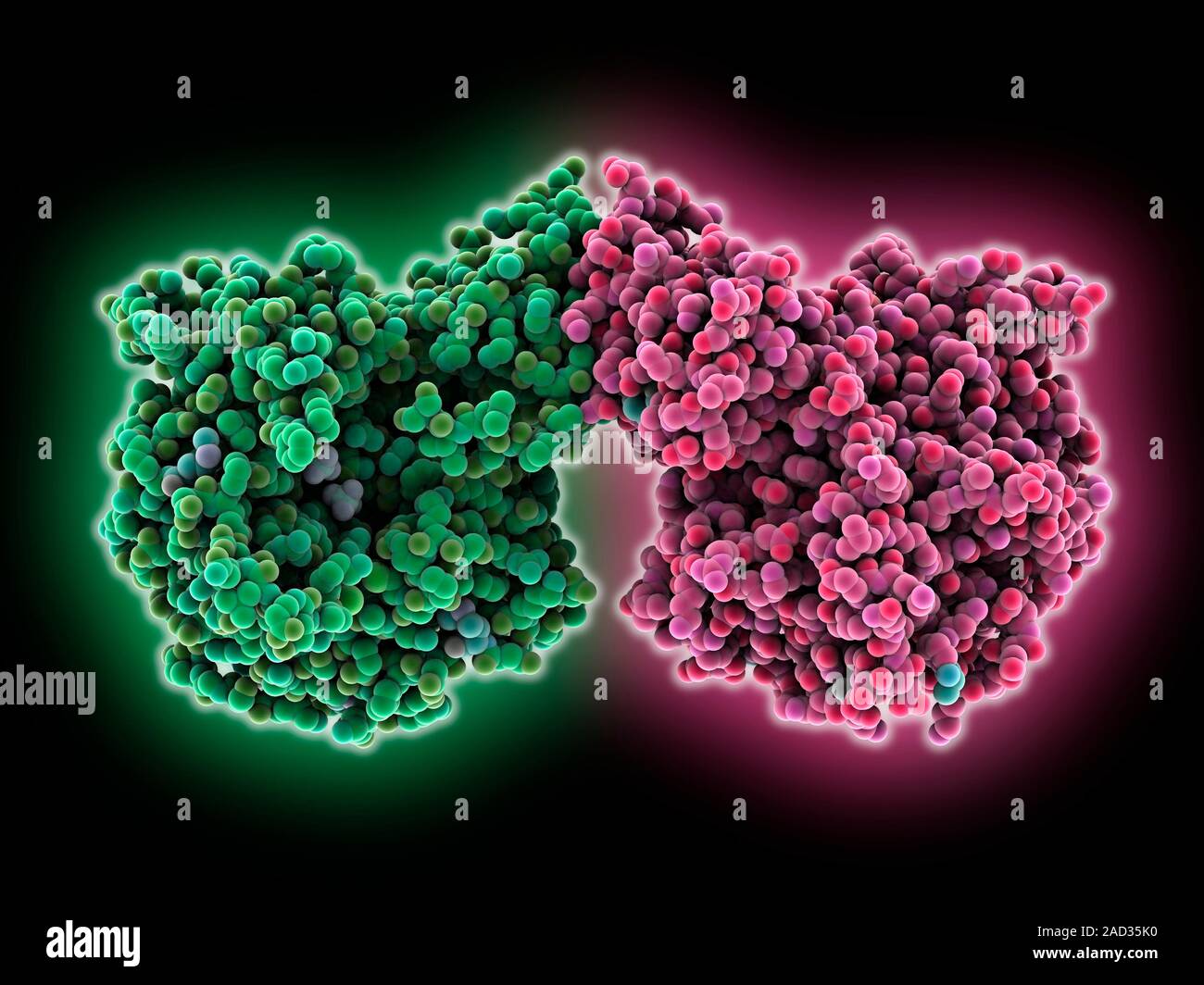 Phosphocholine transferase enzyme. Molecular model of the ...