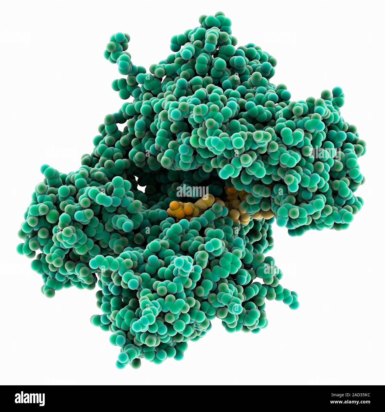 Argonaute protein and RNA. Molecular model of the argonaute protein ...