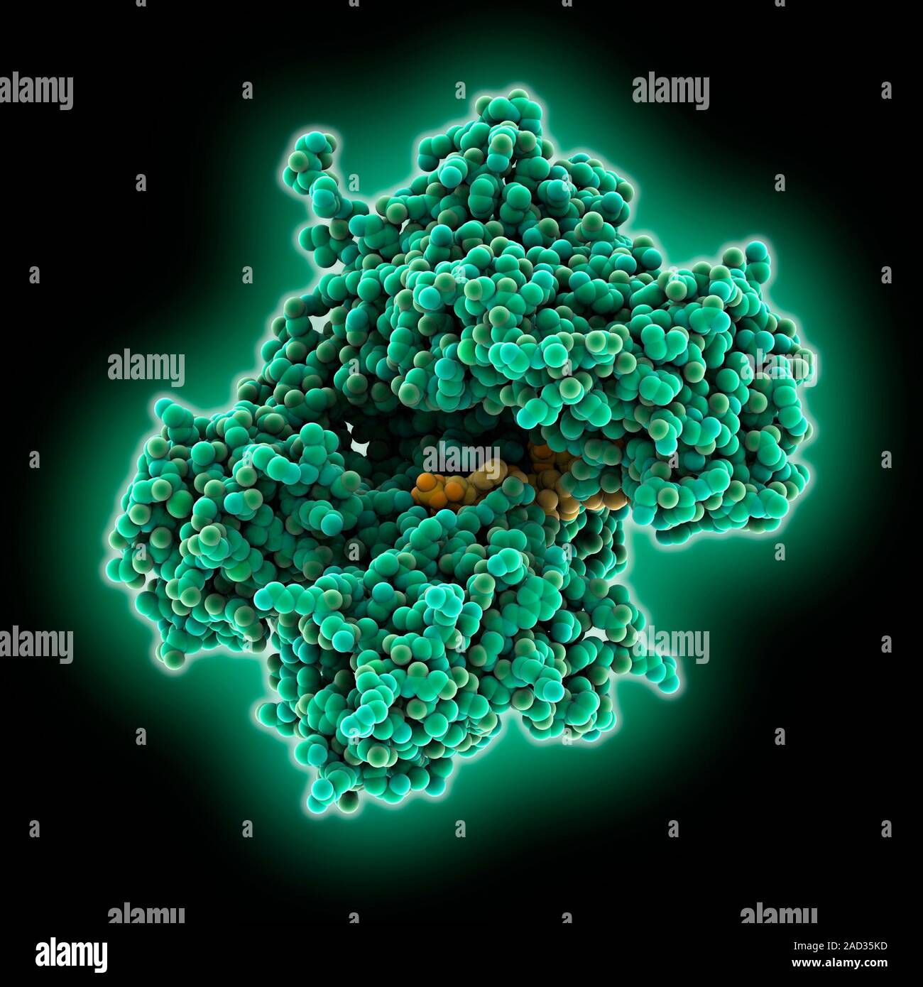 Argonaute protein and RNA. Molecular model of the argonaute protein ...