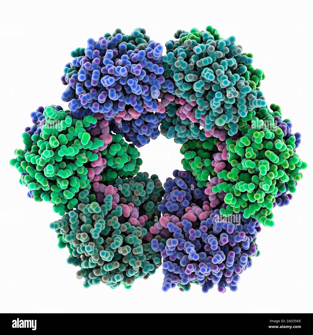 Rift Valley Fever virus protein and RNA. Molecular model of a ...