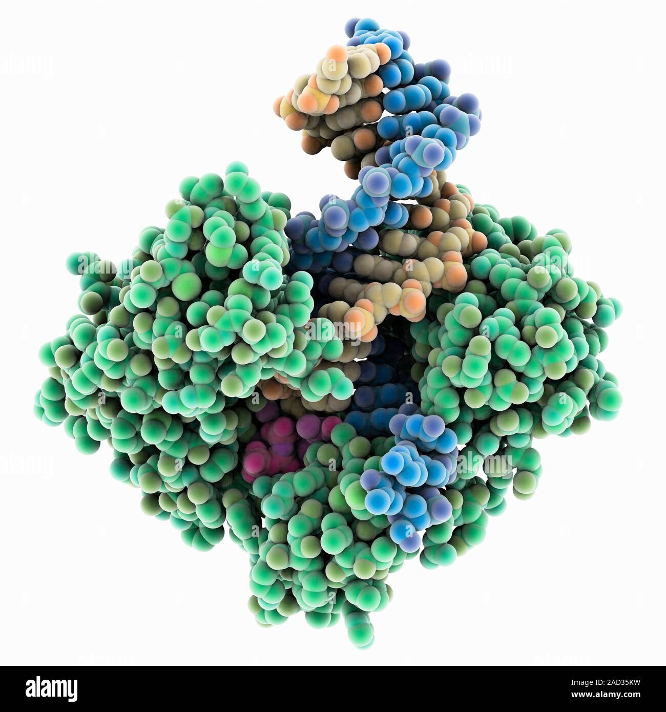 DNA polymerase bound with DNA. Molecular model of DNA polymerase (green) complexed with a ...