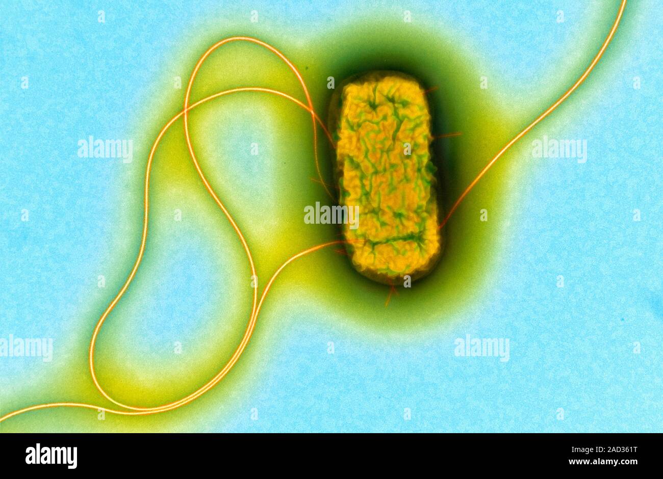 E. coli O55 bacterium. Coloured transmission electron micrograph (TEM ...