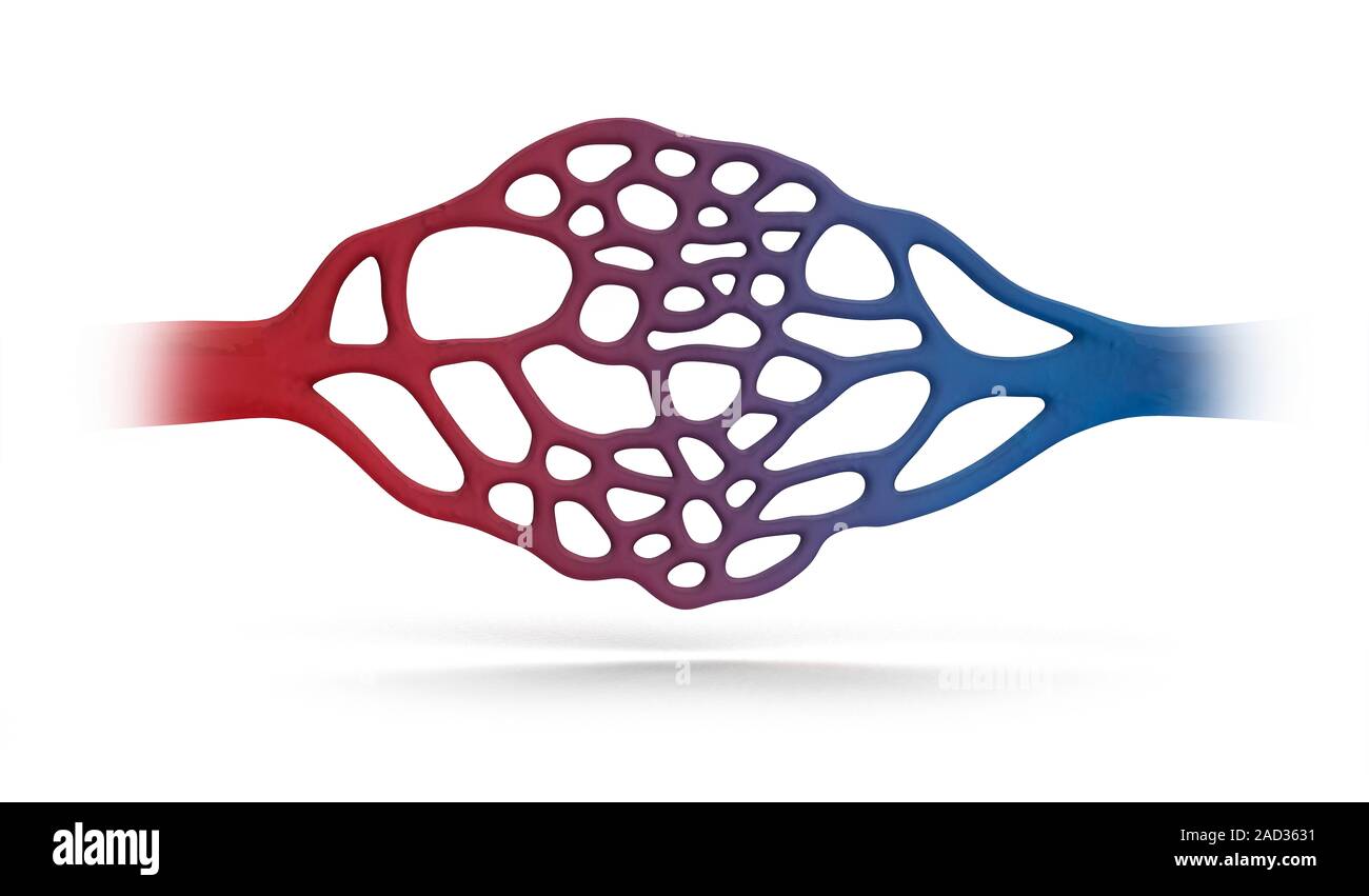 Capillary network. Computer illustration showing a network of ...