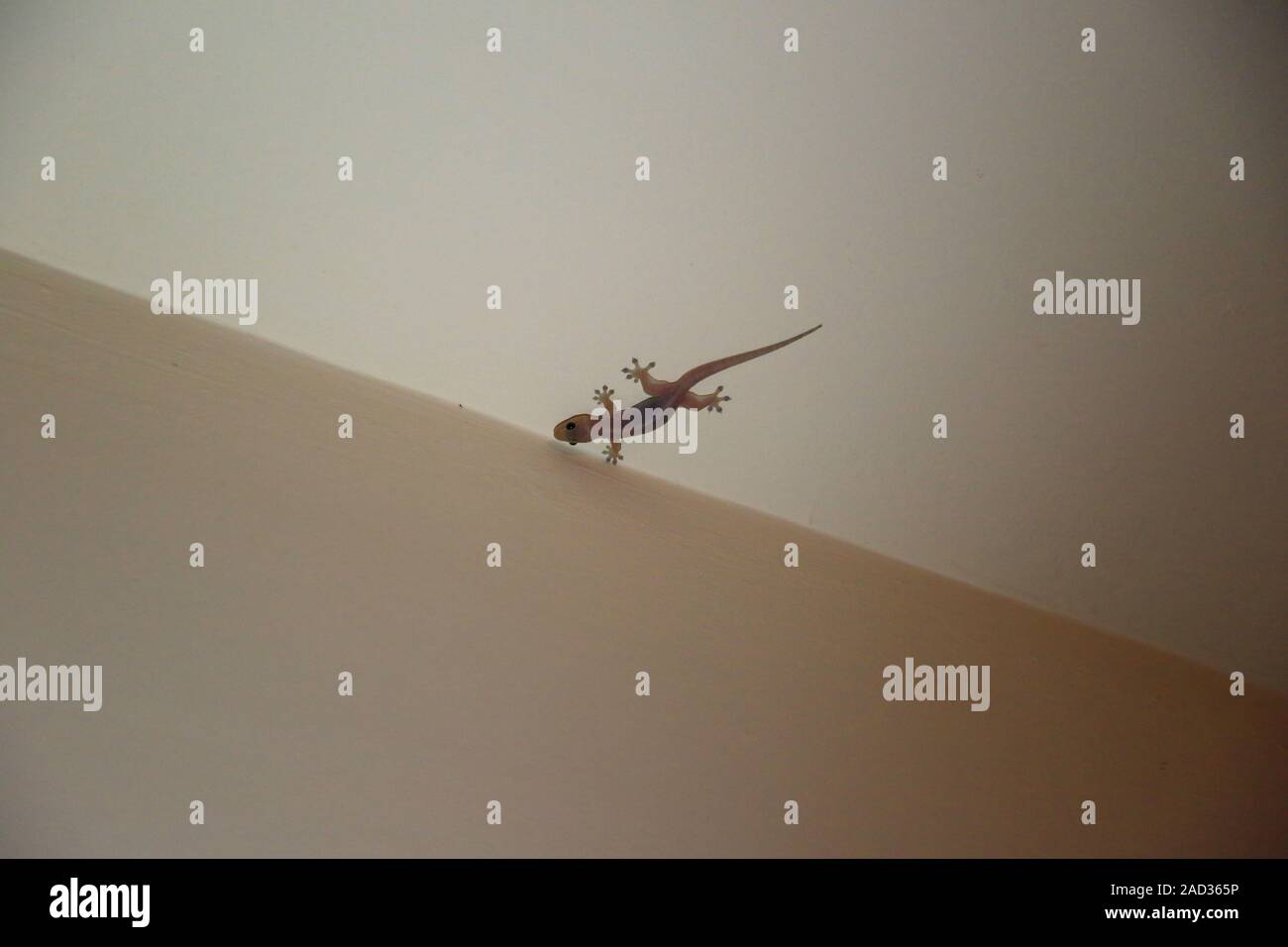 Mauritius, gecko on the ceiling Stock Photo - Alamy