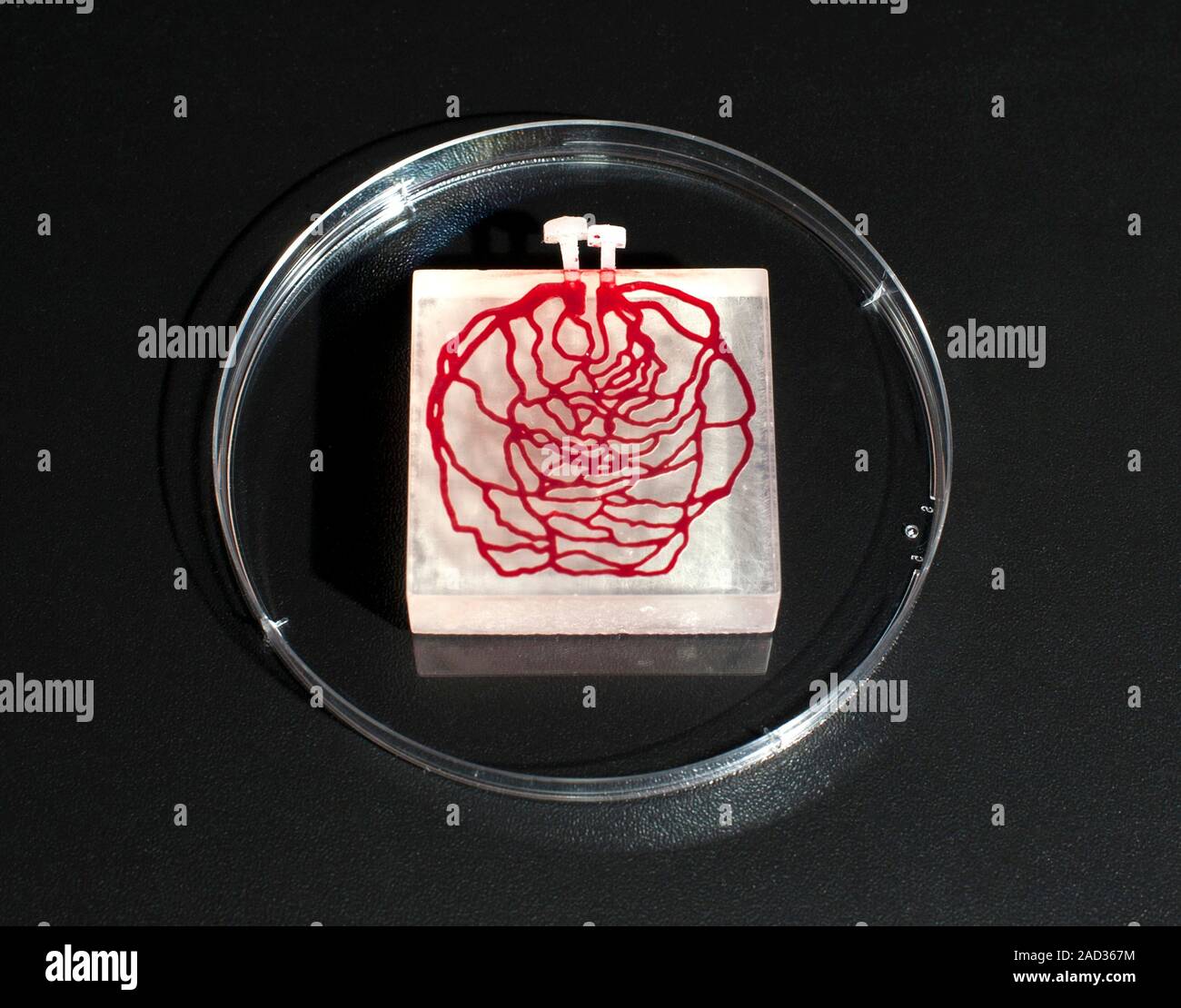 Editorial use only 3D printed tissue simulation. 3D-printed simulation ...