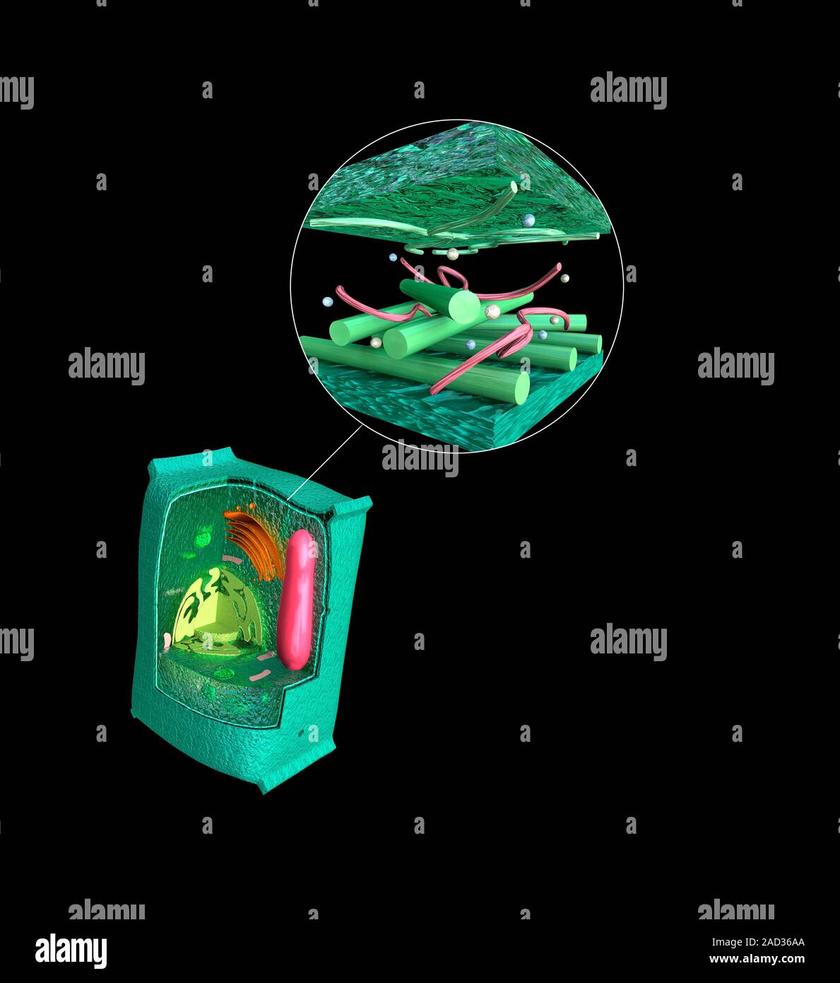 Eukaryotic cell structure. Cutaway computer illustration showing the ...
