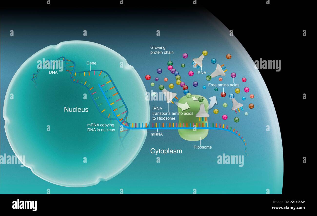 Protein synthesis. Computer illustration showing how proteins are ...
