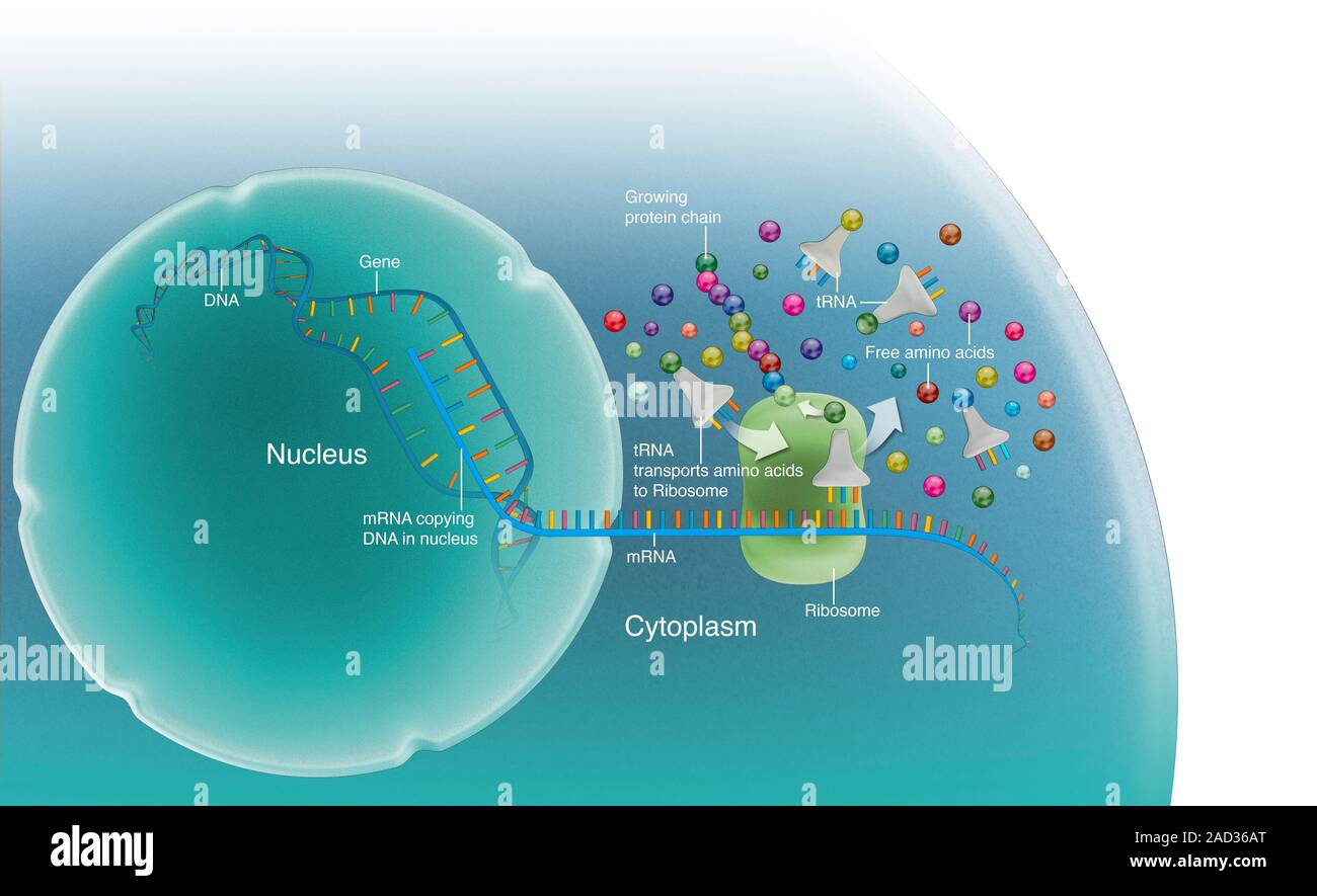 Protein synthesis. Computer illustration showing how proteins are ...