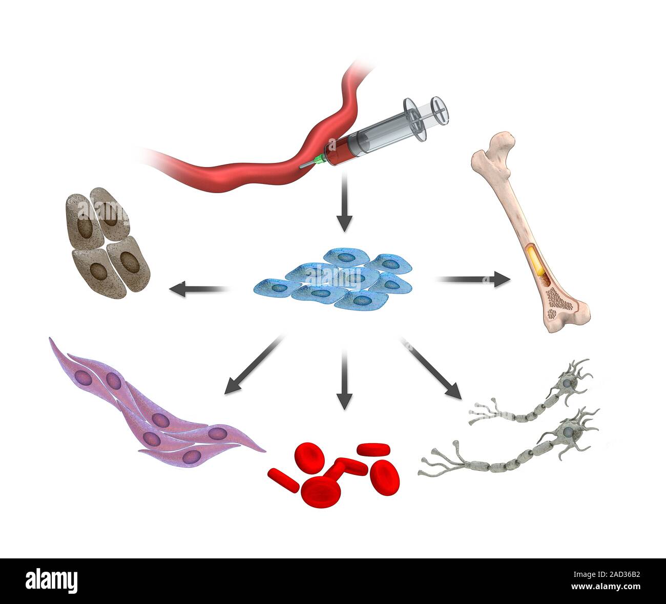 Collection and use of umbilical stem cells. Computer illustration ...