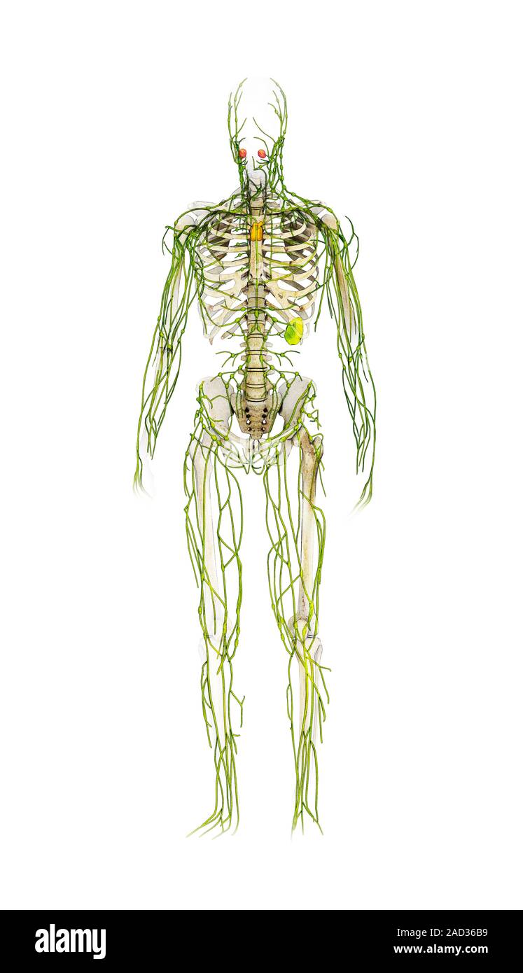 Human immune system. Computer illustration showing the location in the ...