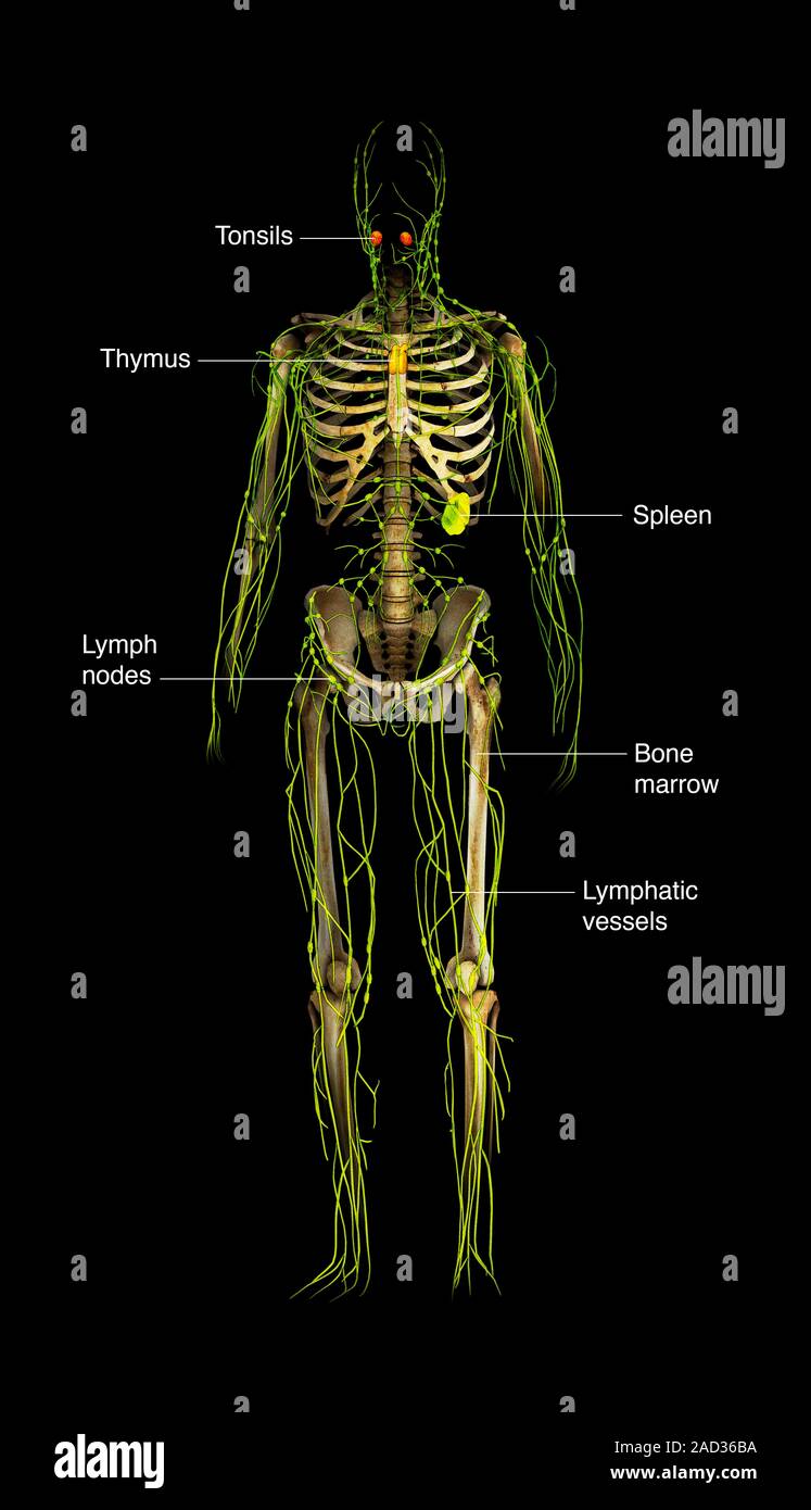 Human immune system. Computer illustration showing the location in the ...