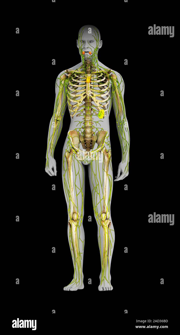 Human immune system. Computer illustration showing the location in the ...