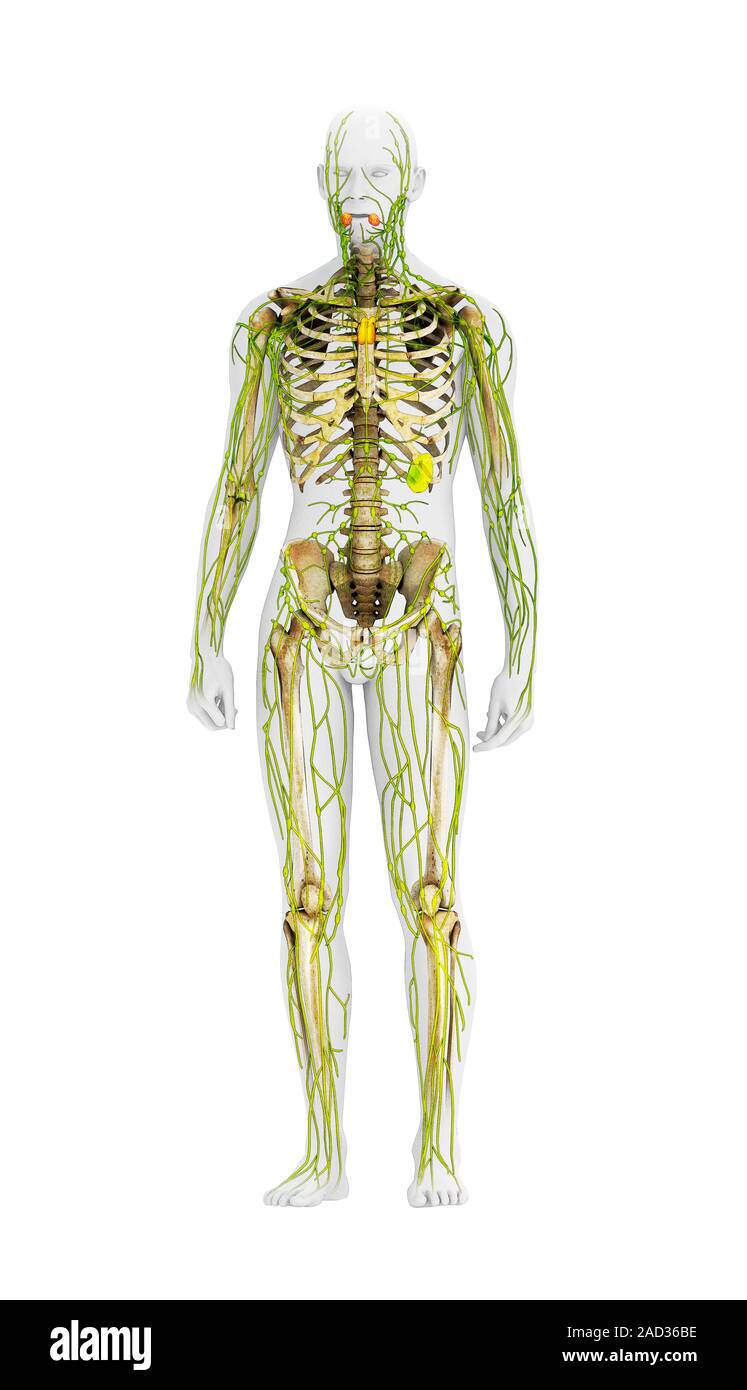 Human immune system. Computer illustration showing the location in the ...