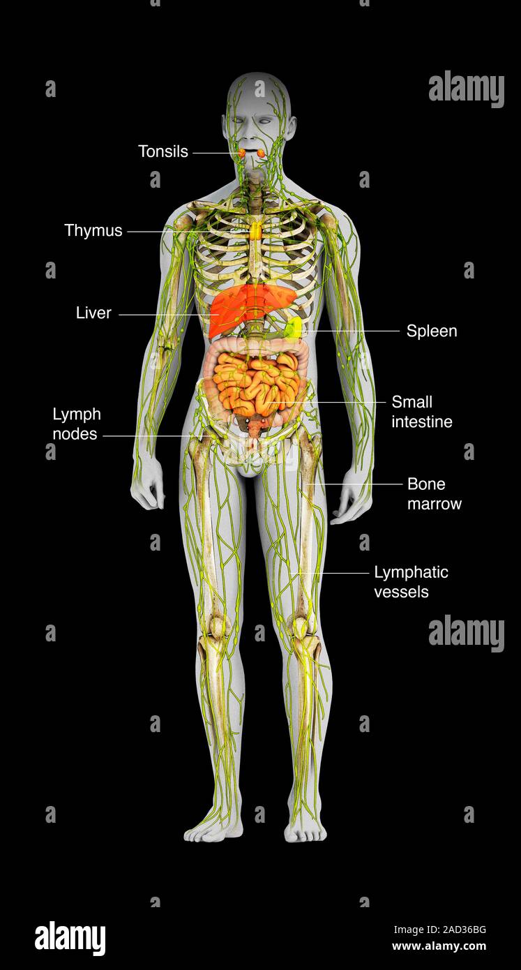 Human immune system. Computer illustration showing the location in the ...