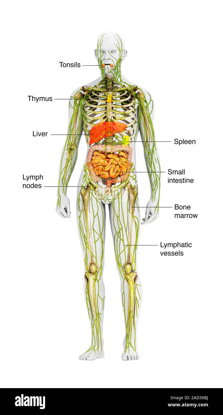 Human immune system. Computer illustration showing the location in the ...