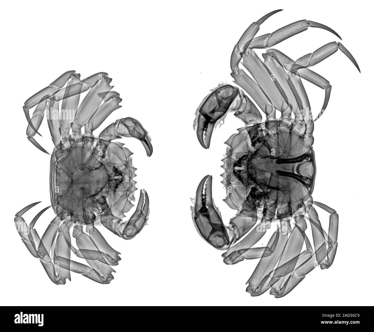 Chinese mitten crabs (Eriocheir sinensis), X-ray. The specimen at left ...