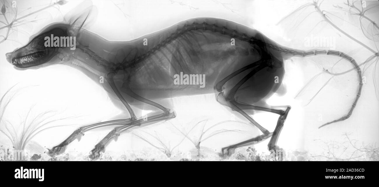 Red fox (Vulpes vulpes), X-ray Stock Photo - Alamy