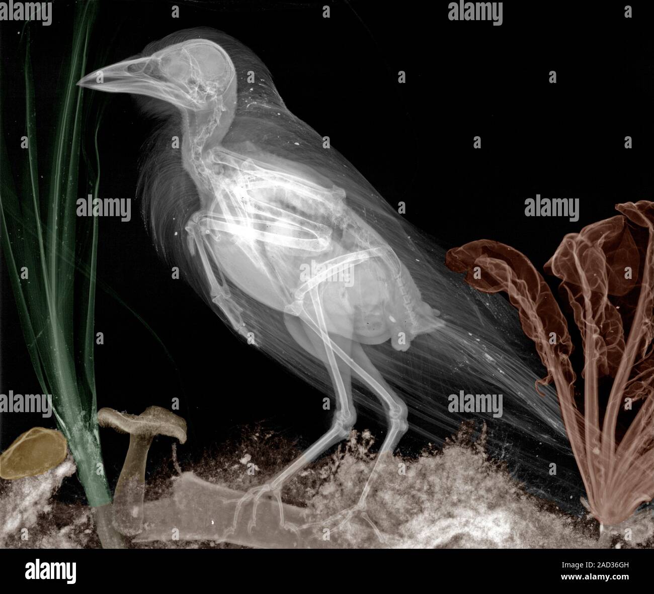 Not for print or poster uses Crow, coloured X-ray Stock Photo - Alamy