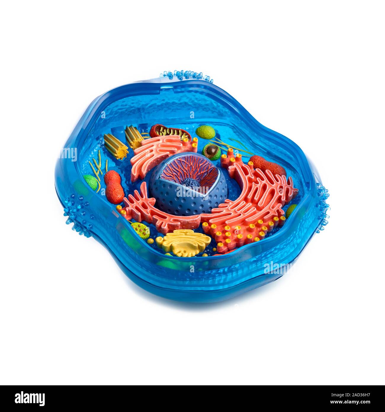 Model of a typical animal cell. In the middle is the nucleus (blue ...