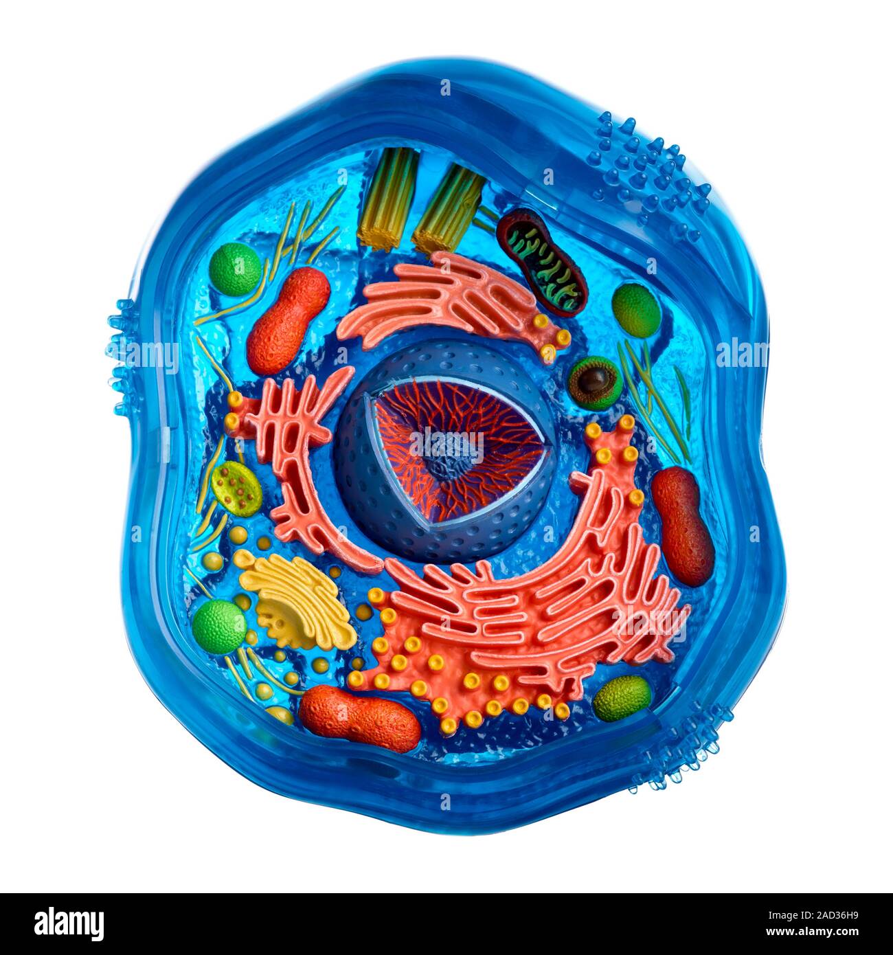 Model of a typical animal cell. In the middle is the nucleus (blue ...