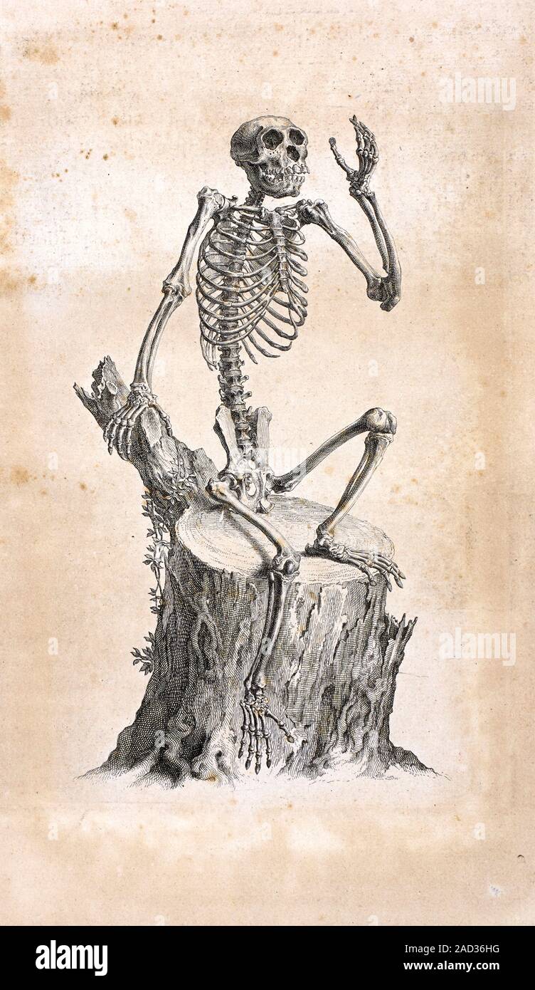 Monkey skeleton, 18th century. This illustration is from 'Osteographia ...