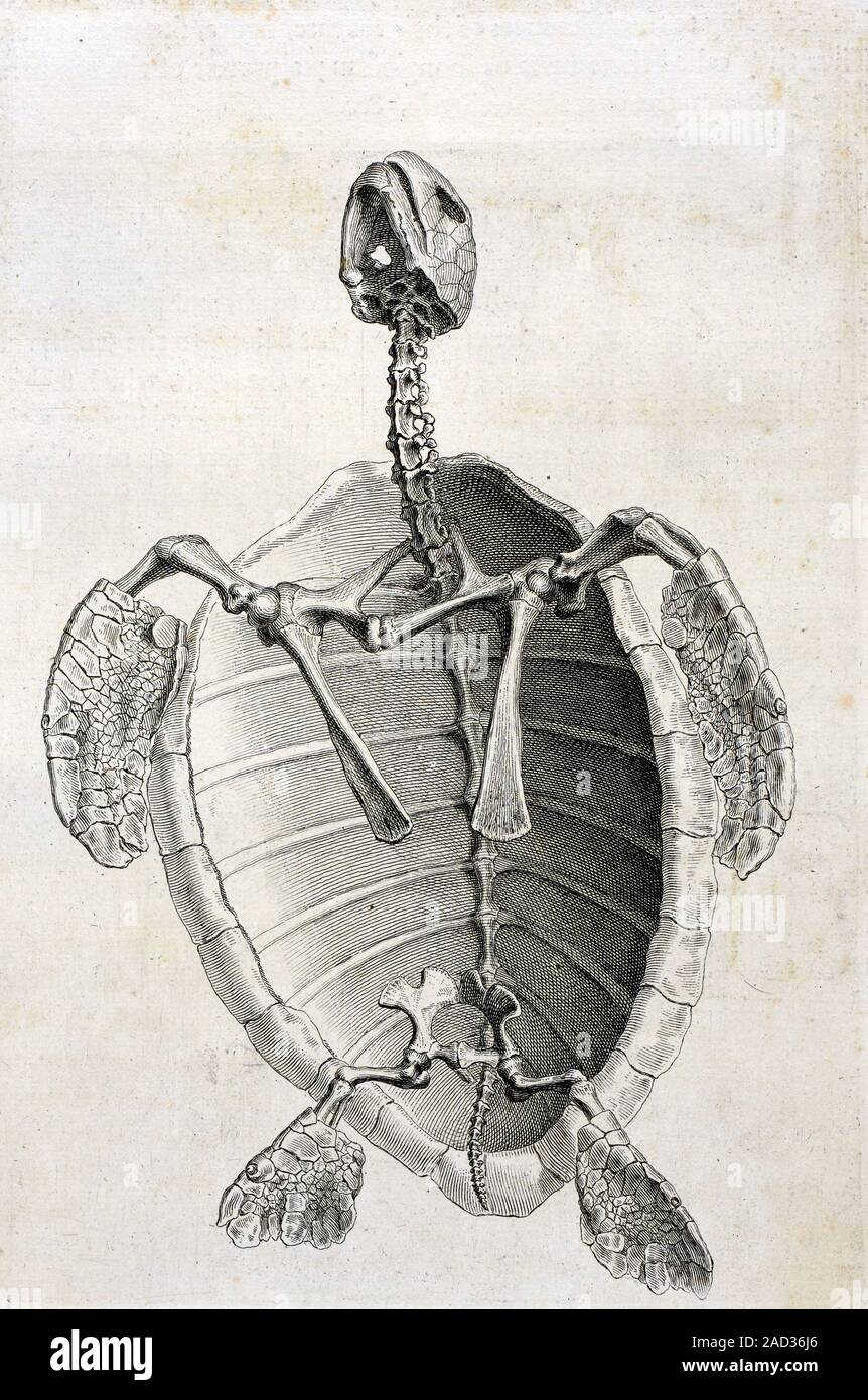 Turtle anatomy, 18th century. This illustration is from 'Osteographia ...