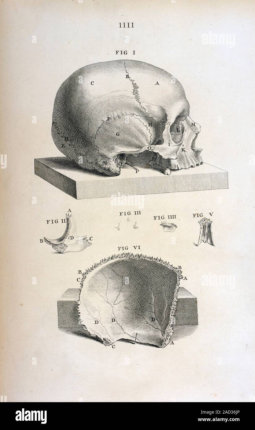 Skull anatomy. 18th-century illustration of bones of the human skull ...