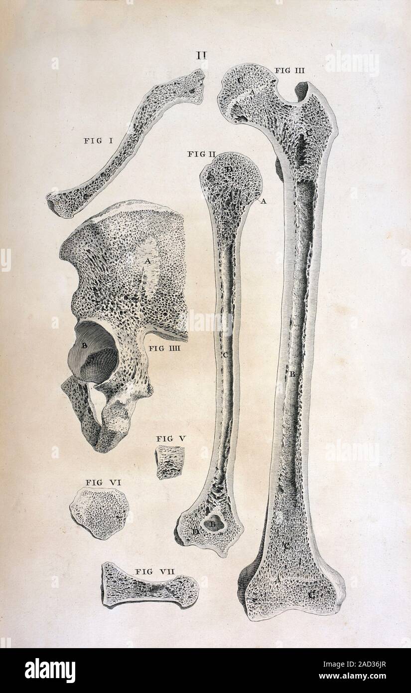 Bone anatomy. 18th-century illustration of several bones cut open to ...