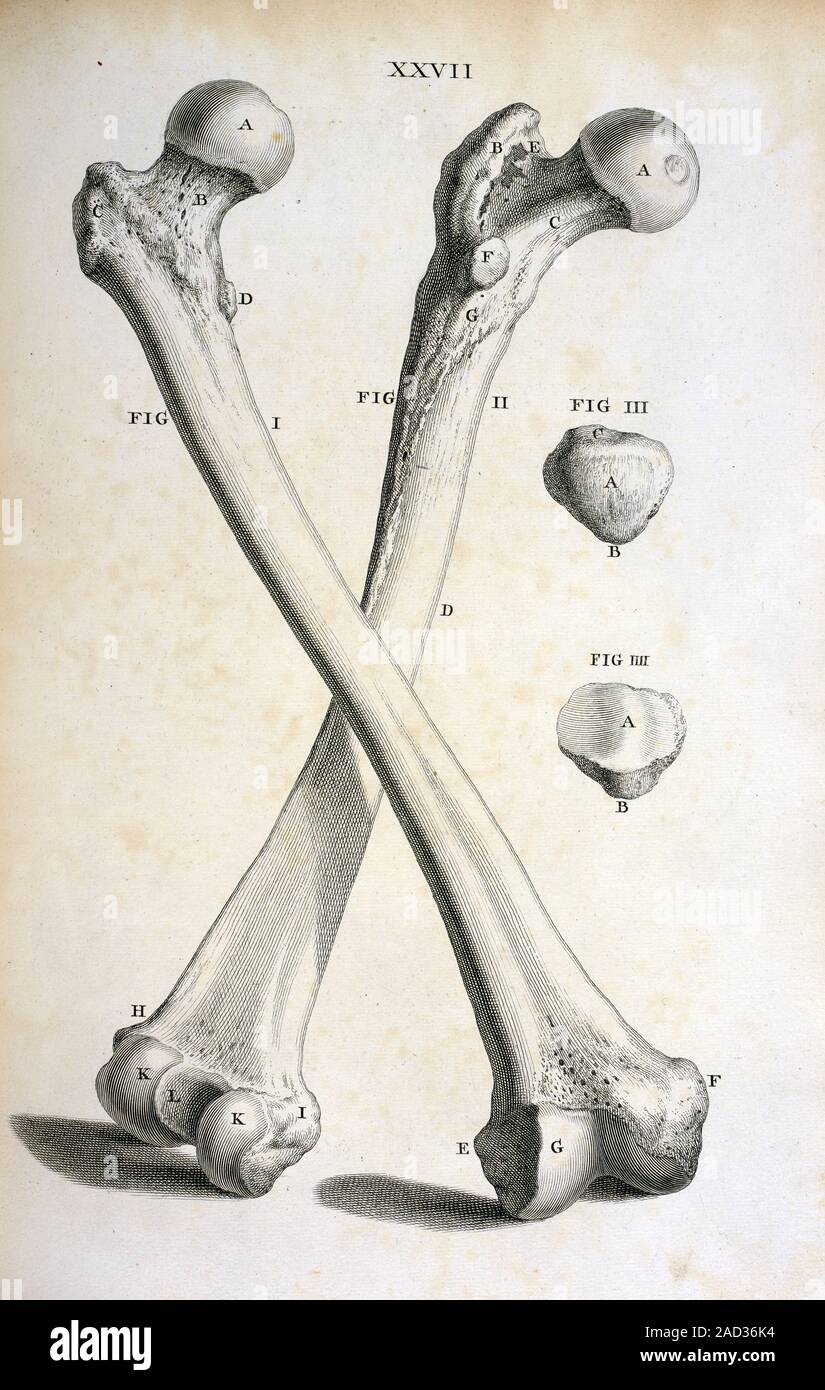 Femur bones. 18th-century illustration of human femurs (thigh bones ...