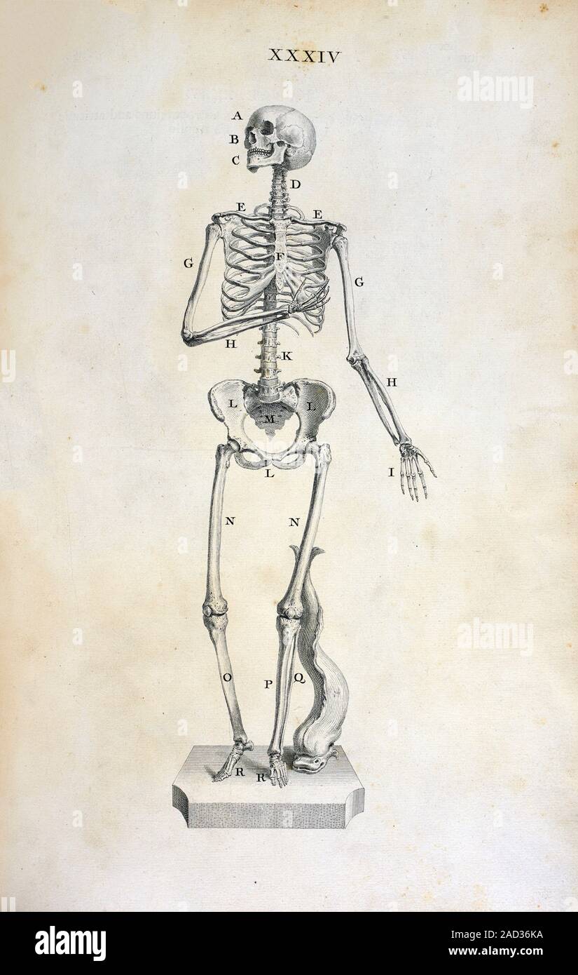 Female skeleton, 18th-century illustration. This illustration is from ...