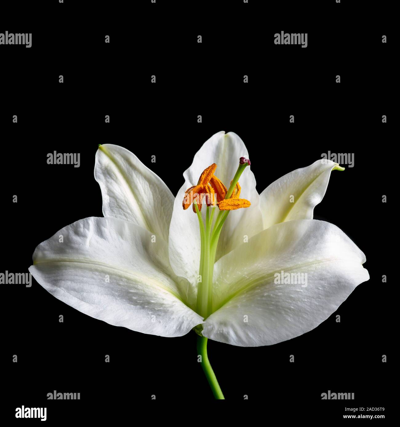 Reproductive structures of a white lily (Lilium longiflorum). The ...